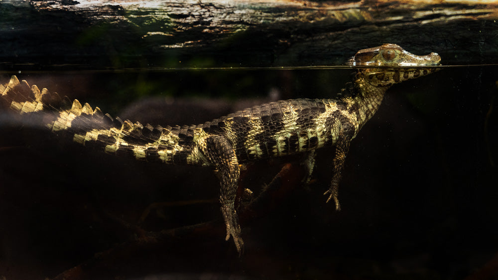 Meet Our Creatures – Victoria Butterfly Gardens