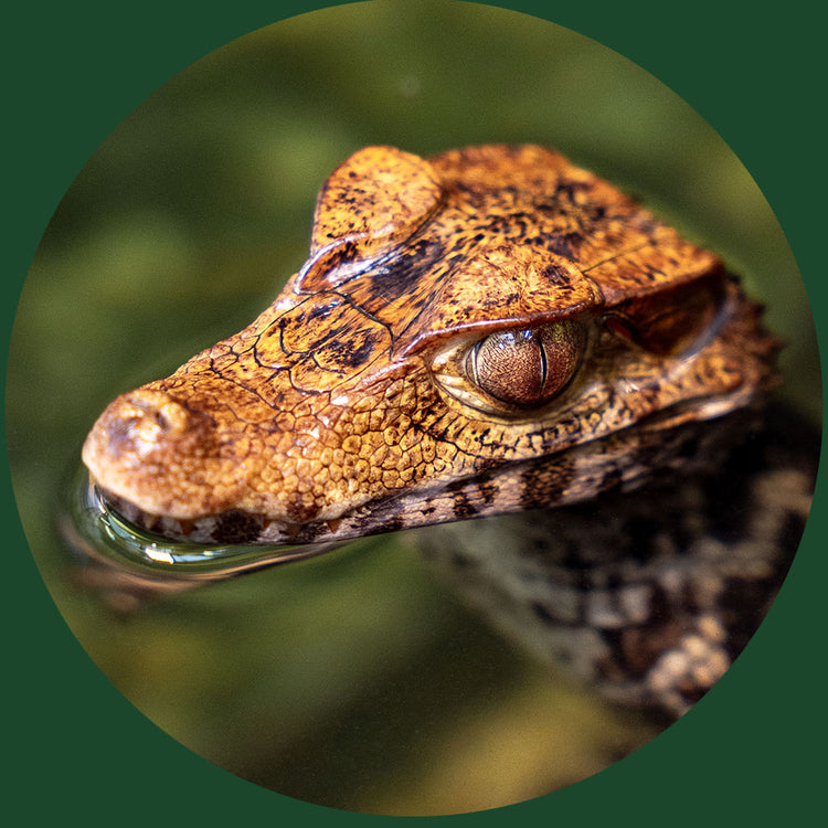 Meet Our Creatures – Victoria Butterfly Gardens