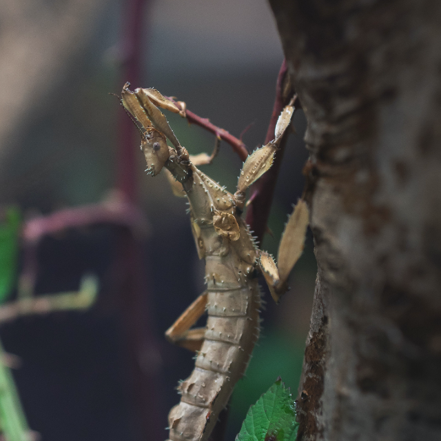 Insectarium – Victoria Butterfly Gardens