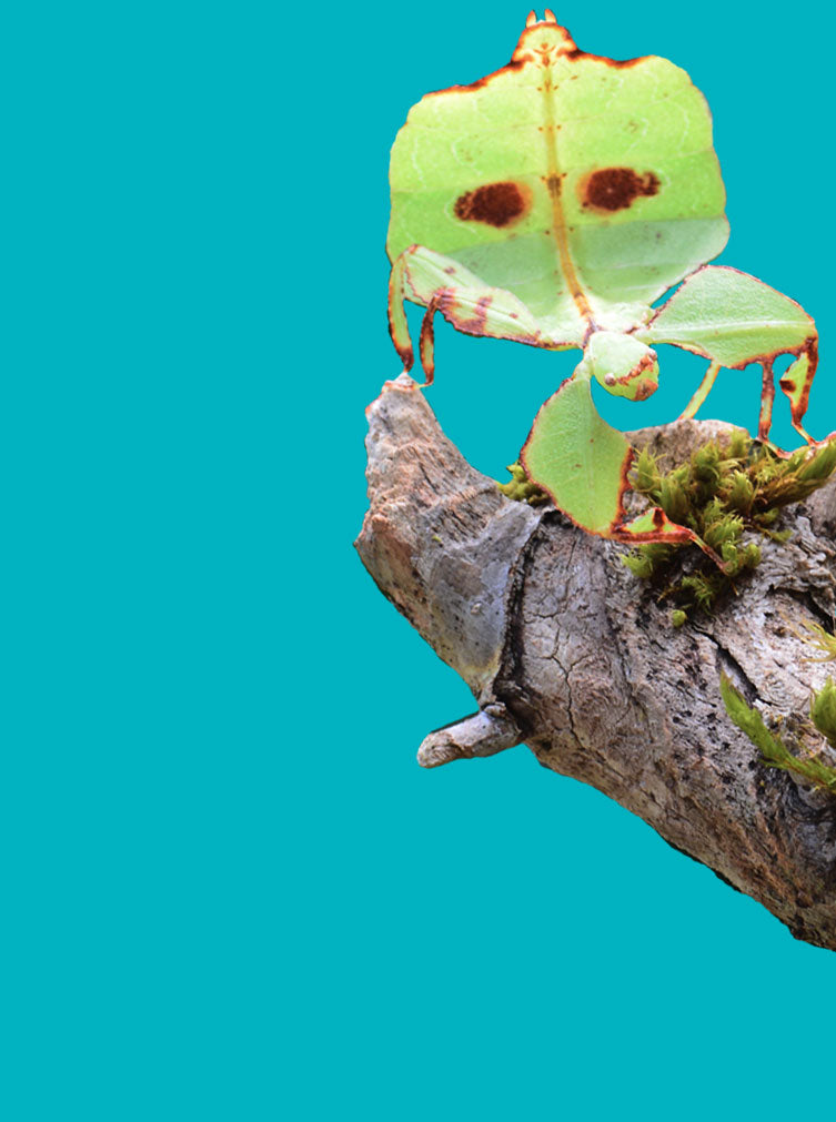 Insectarium Exhibit | Insects & Invertebrates Experience – Victoria ...